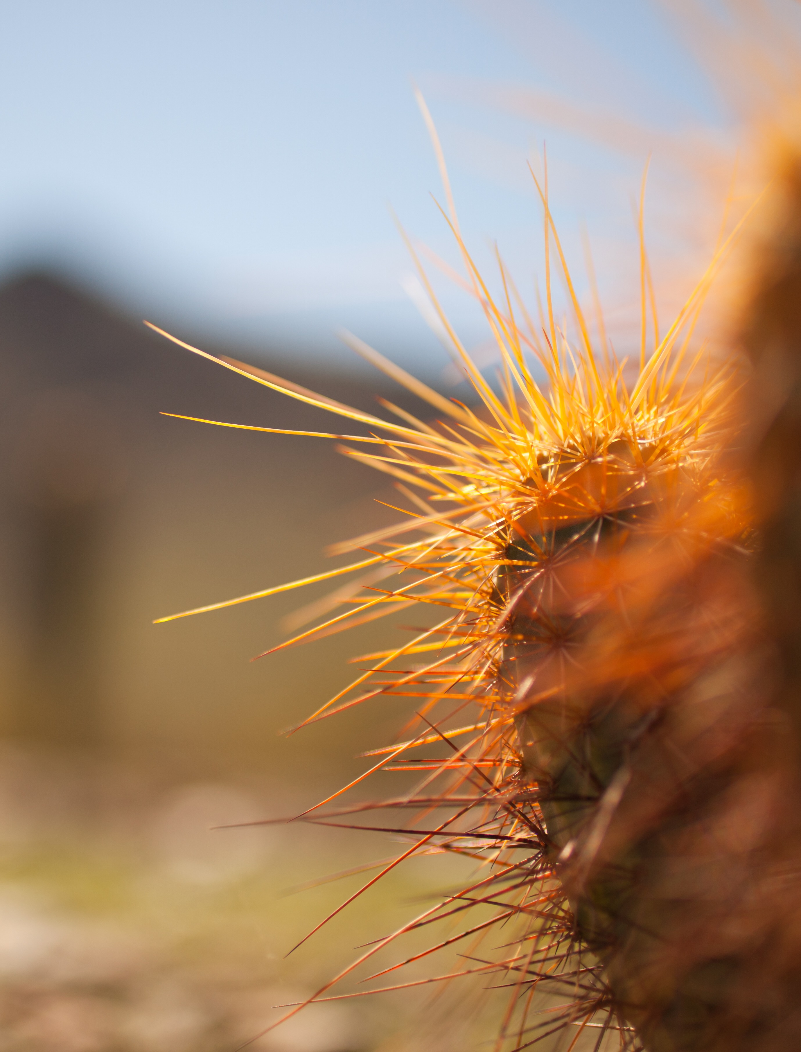 Sharp spikes of cactus, macro free image download