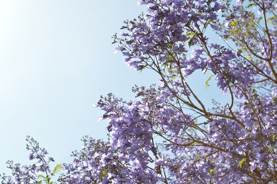 Purple flower tree free image download