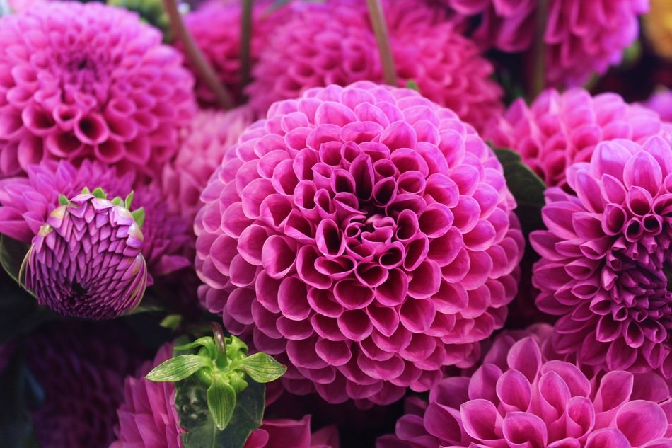 Fuchsia colored fluffy dahlias free image download