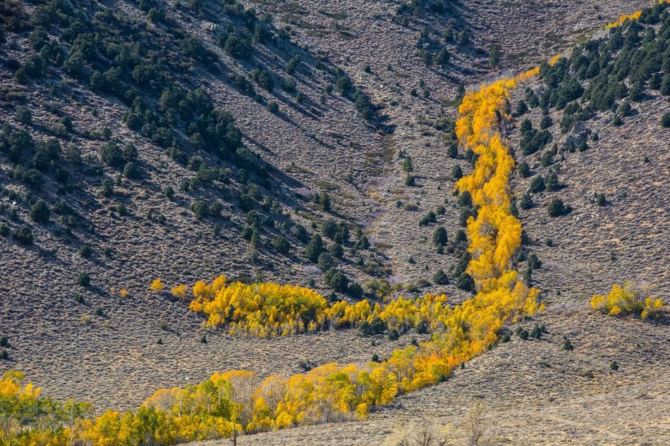 Yellow trees in a valley free image download
