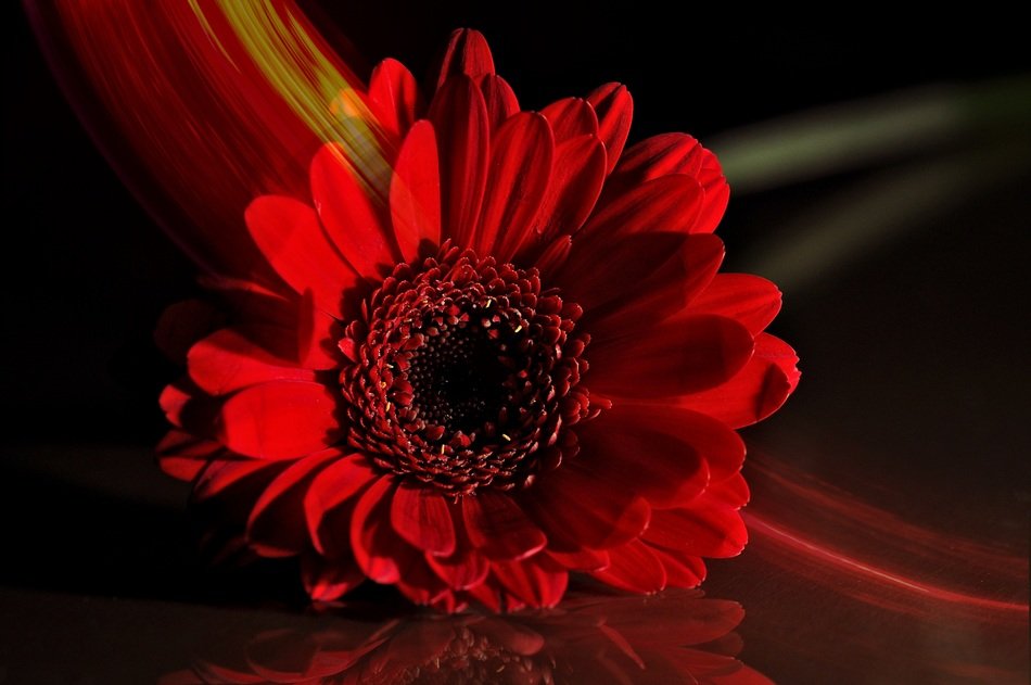 Picture of the red dark flower free image download