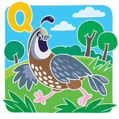 Little quail Alphabet Q free image download