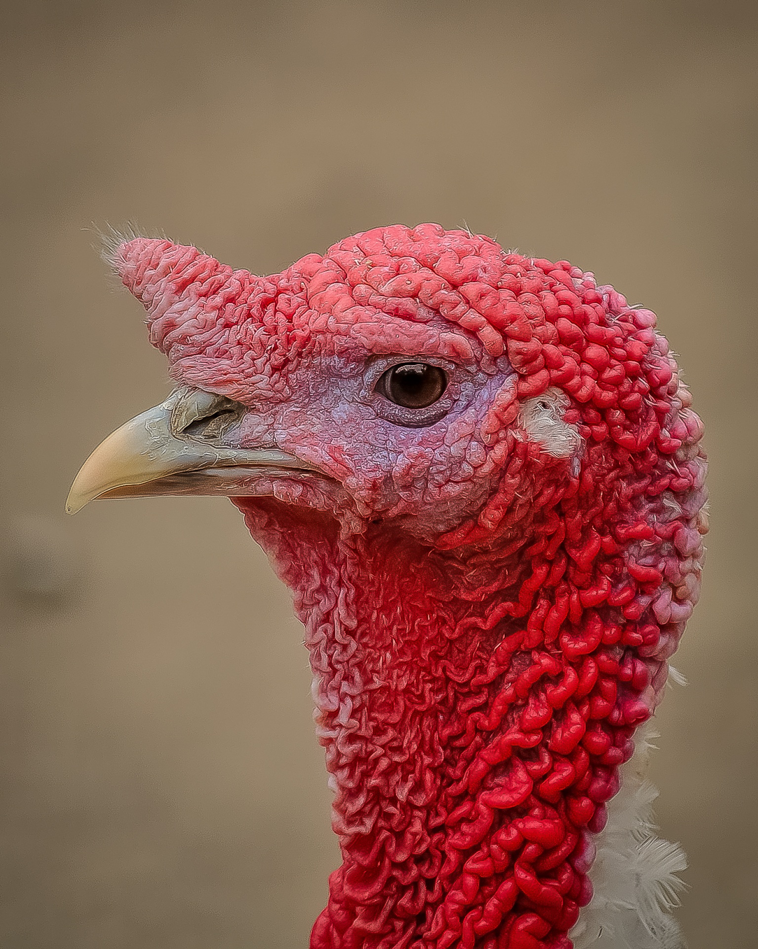 Turkey profile picture with red head free image download