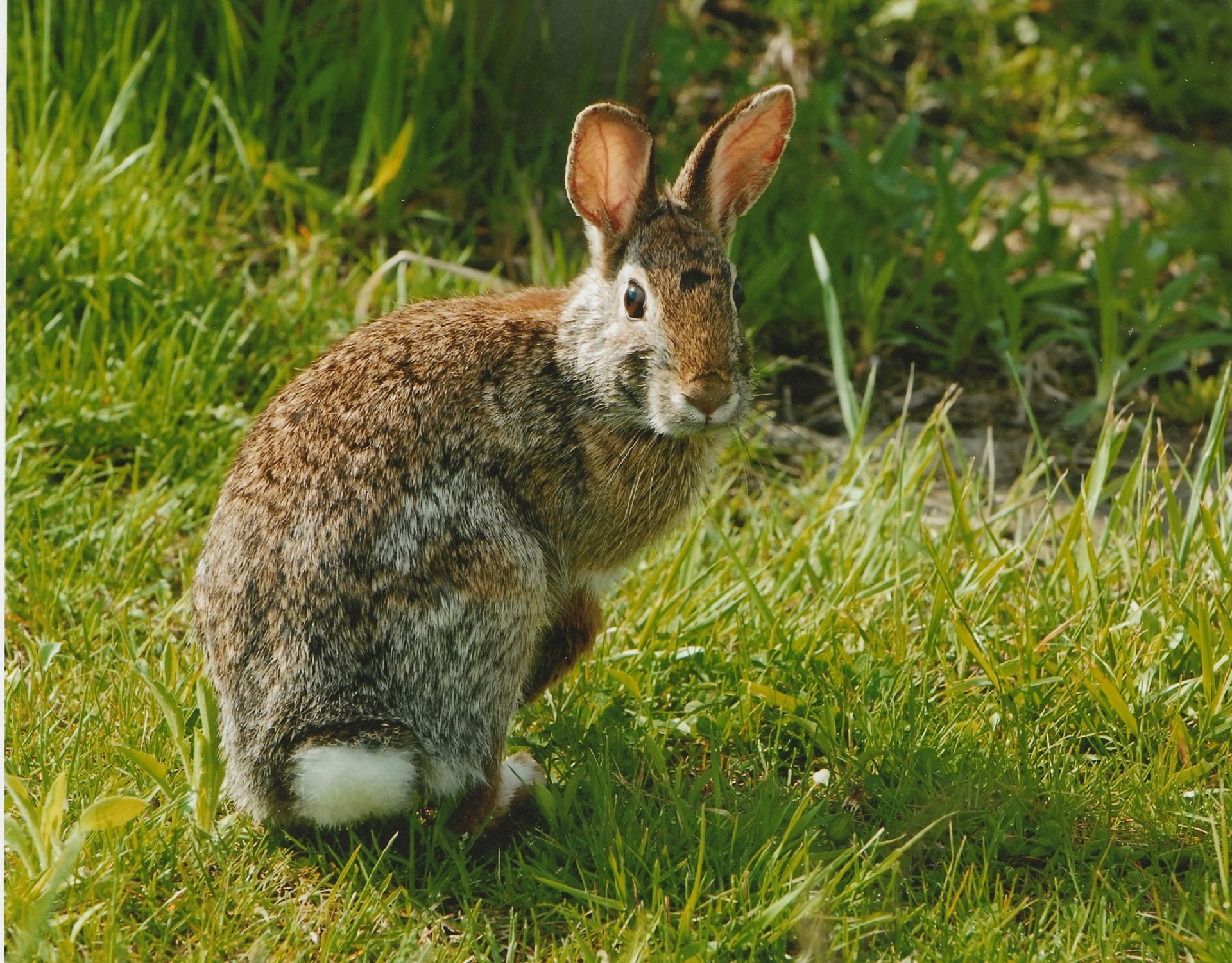 Cute cottontail in wildlife free image download