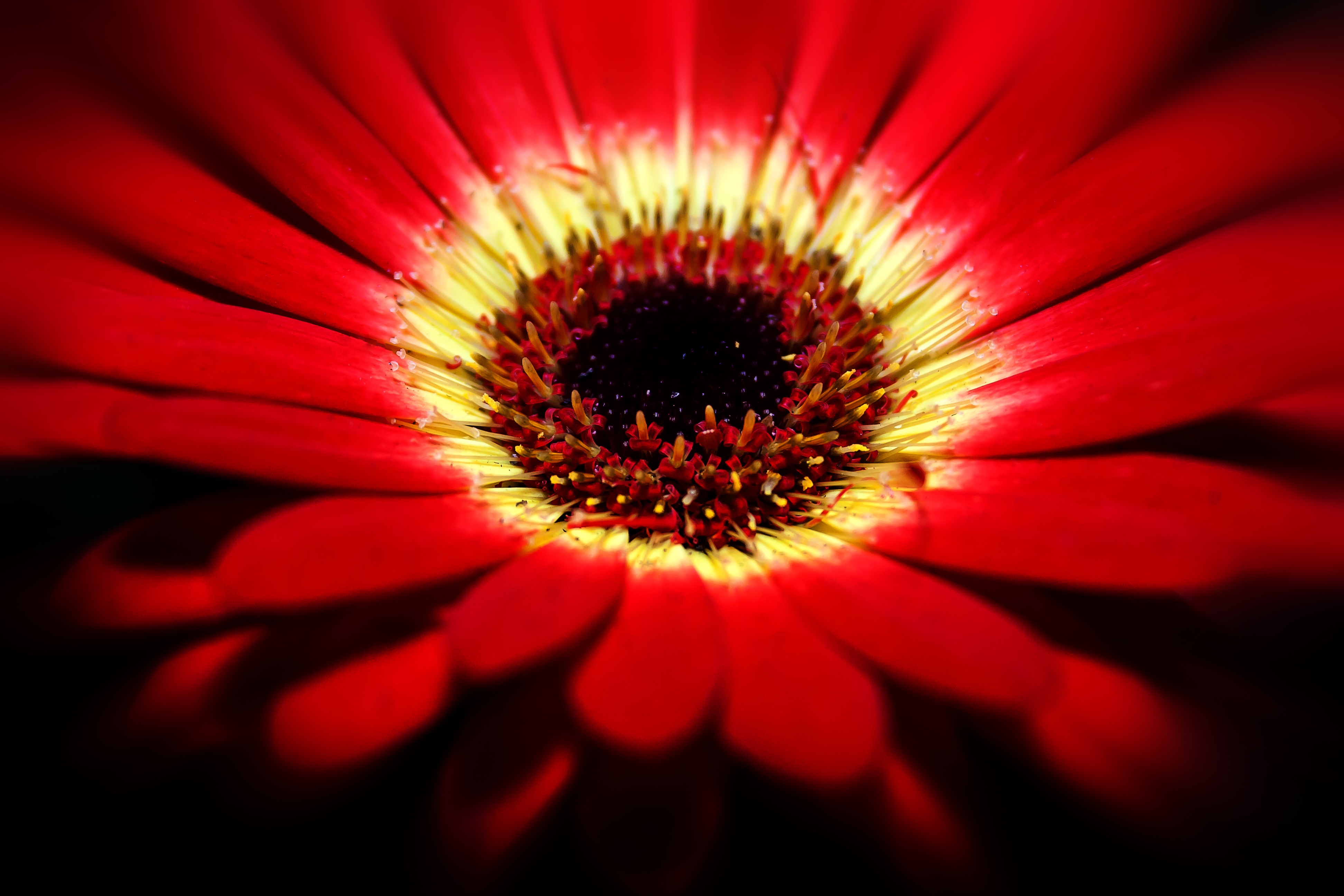 Gerbera flower close up free image download