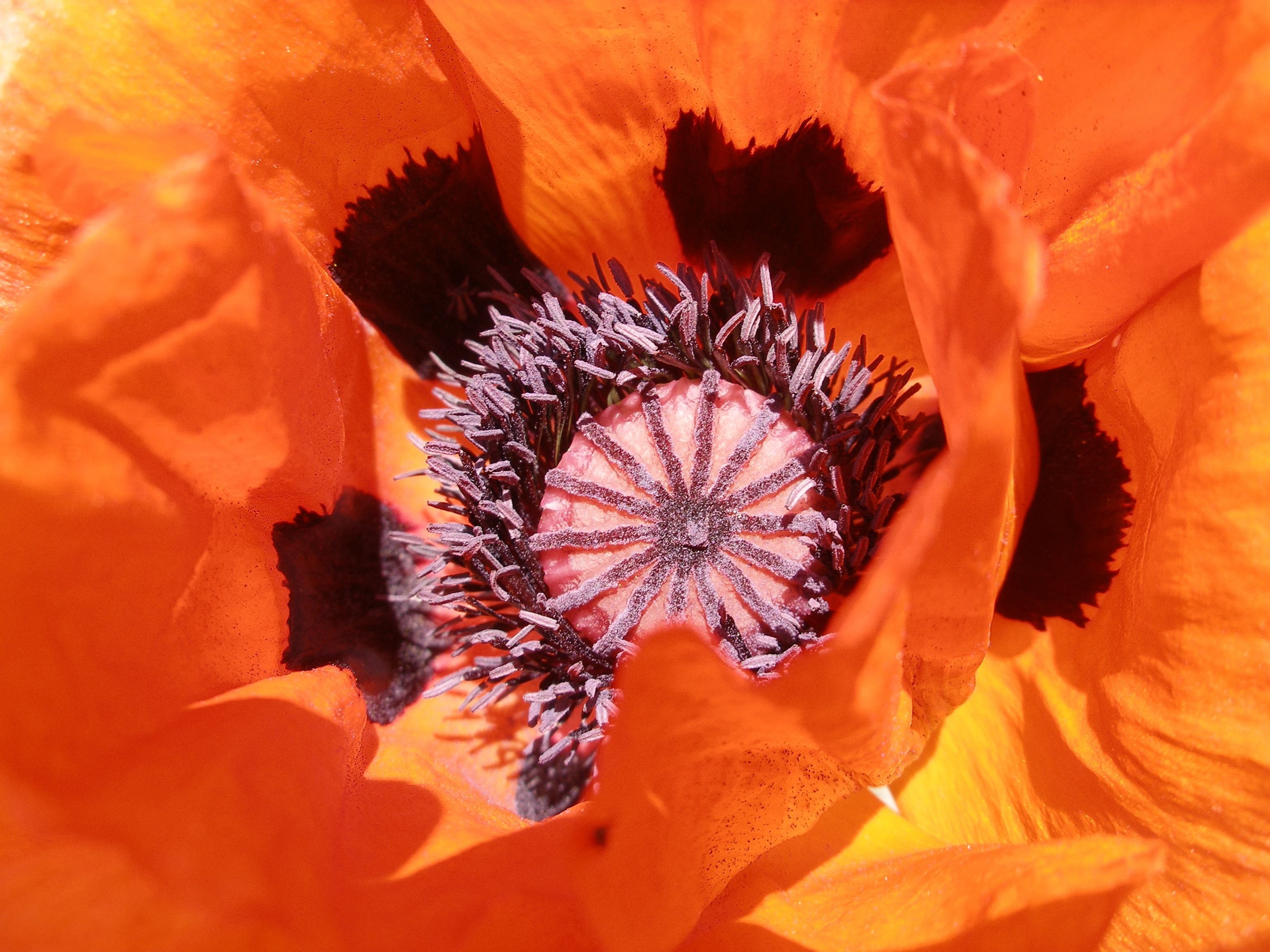 Picture of inside of orange poppy blossom close-up free image download