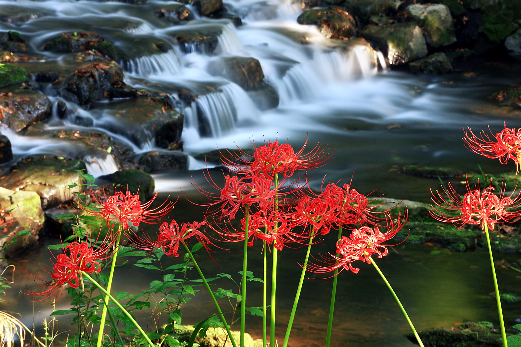 Red flowers near the waterfall free image download