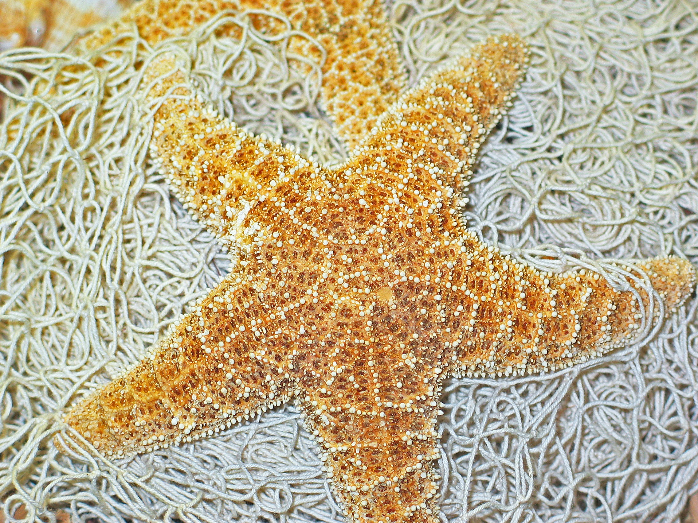 Dry starfish on fishing net free image download