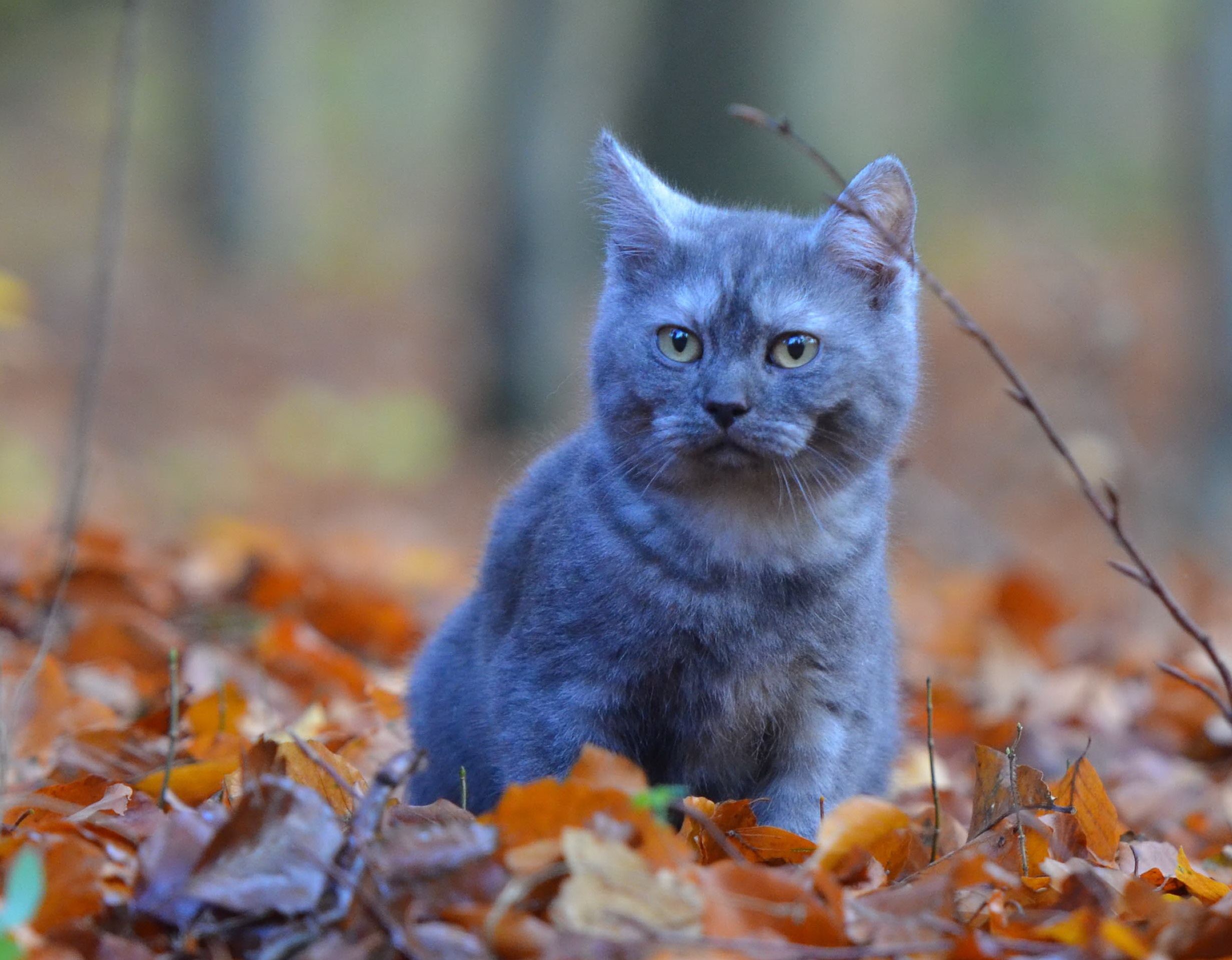 Beautiful,young and colorful cat in the forest free image download