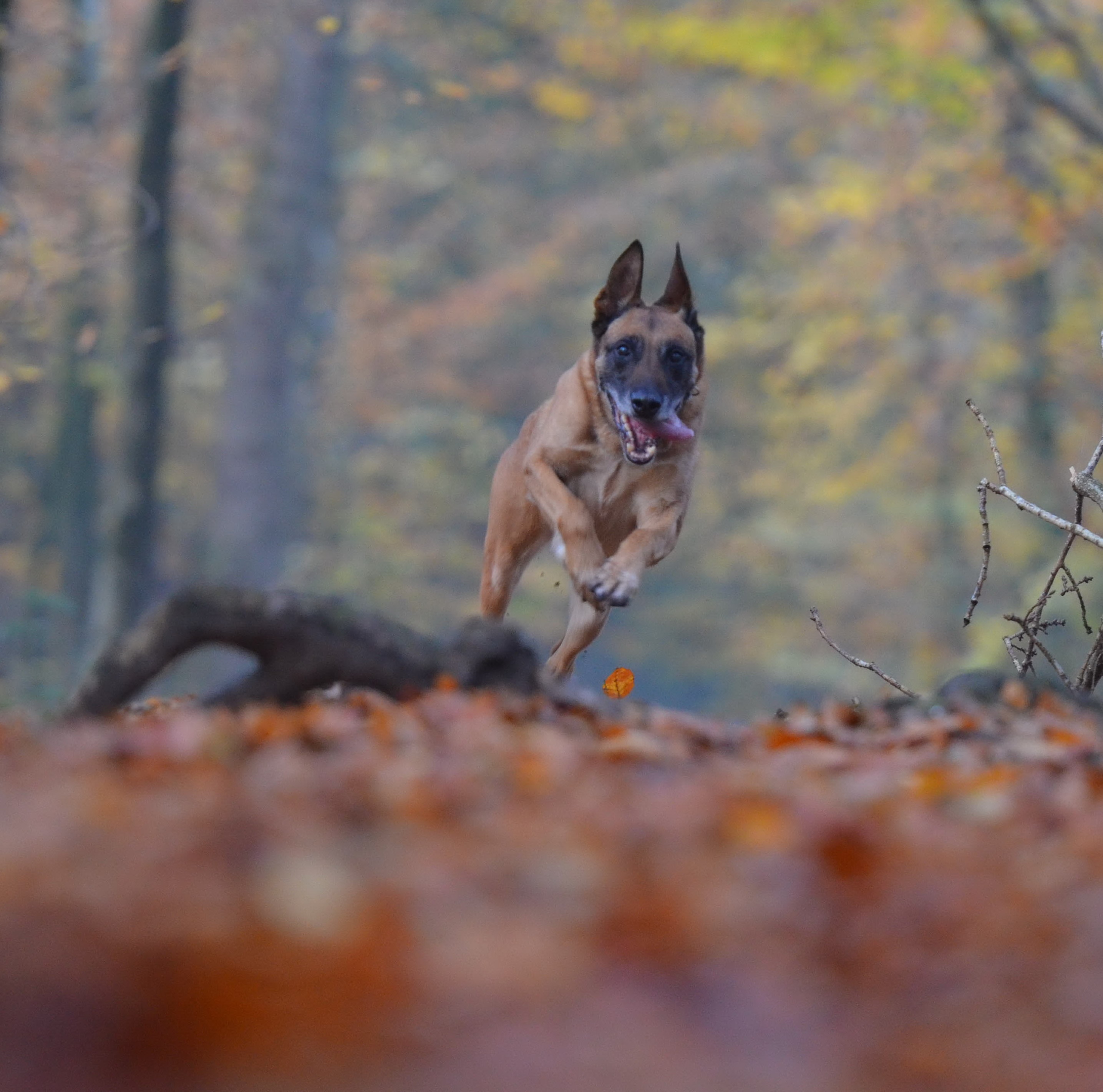 Running dog in the autumn forest free image download
