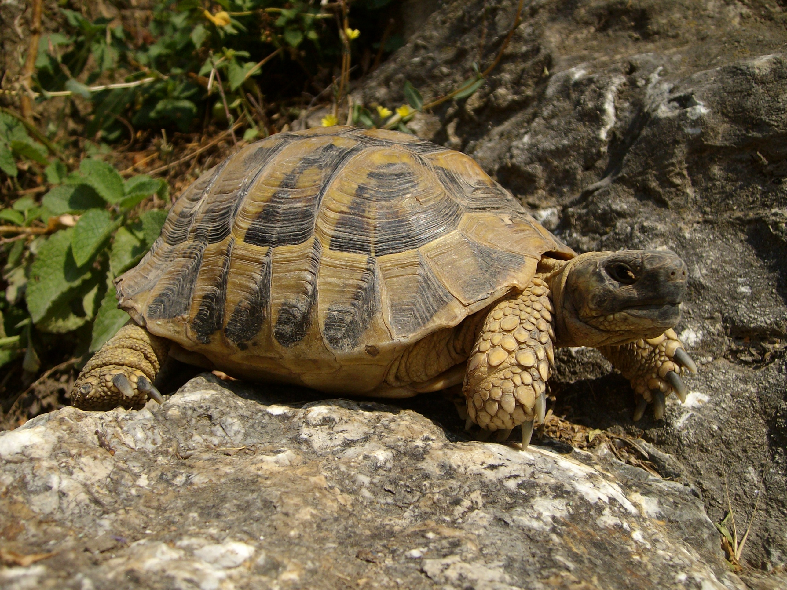 Beautiful big turtle on a gray rock free image download