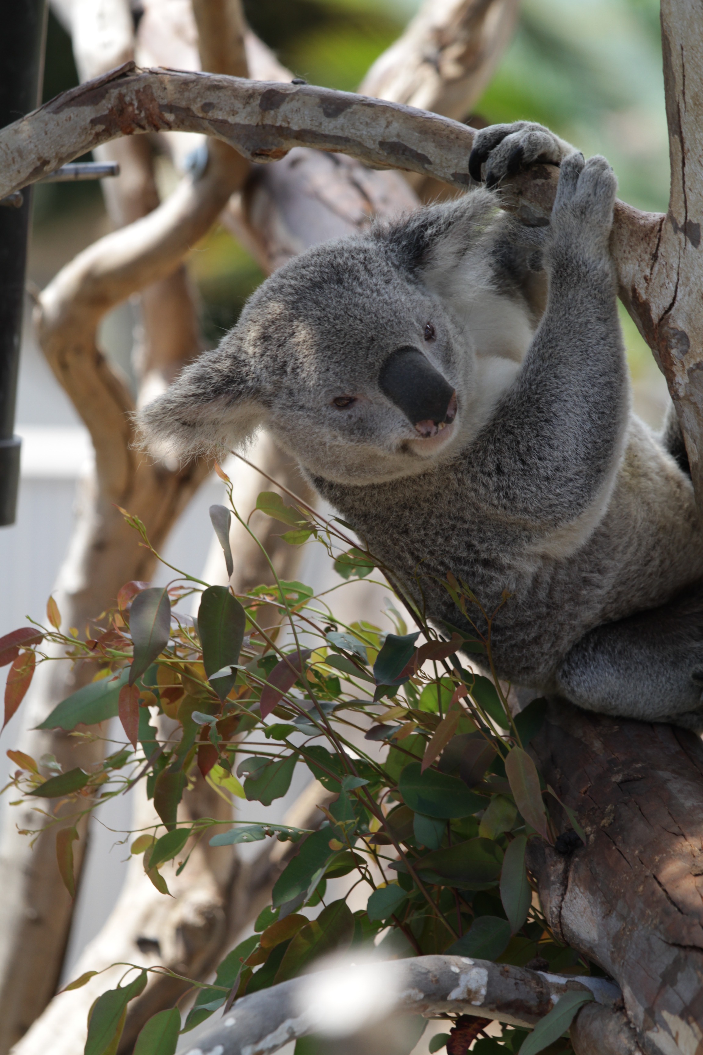 Cute koala on eucalyptus plant close-up free image download