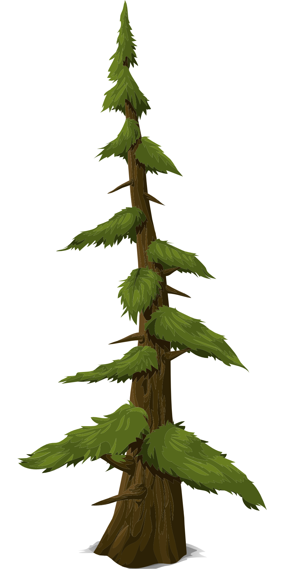 Conifer as a graphic image free image download