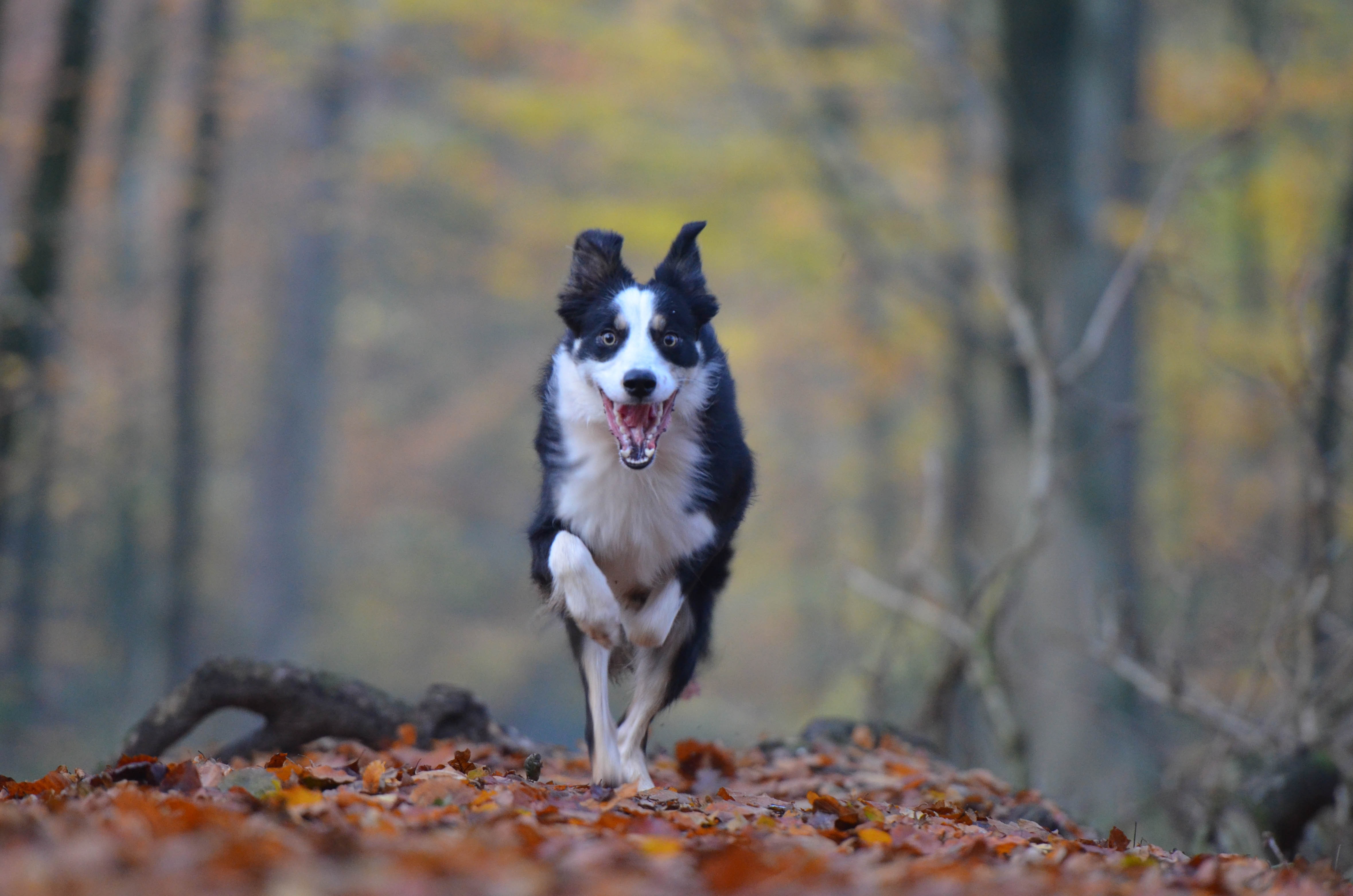 Dog is running through the woods free image download