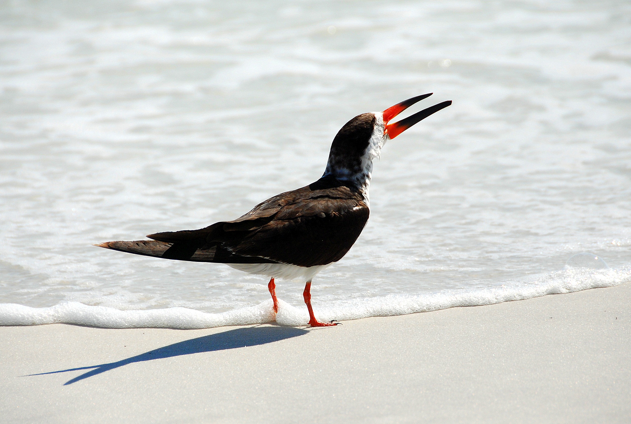 Seagull with long colorful beak on the coast free image download