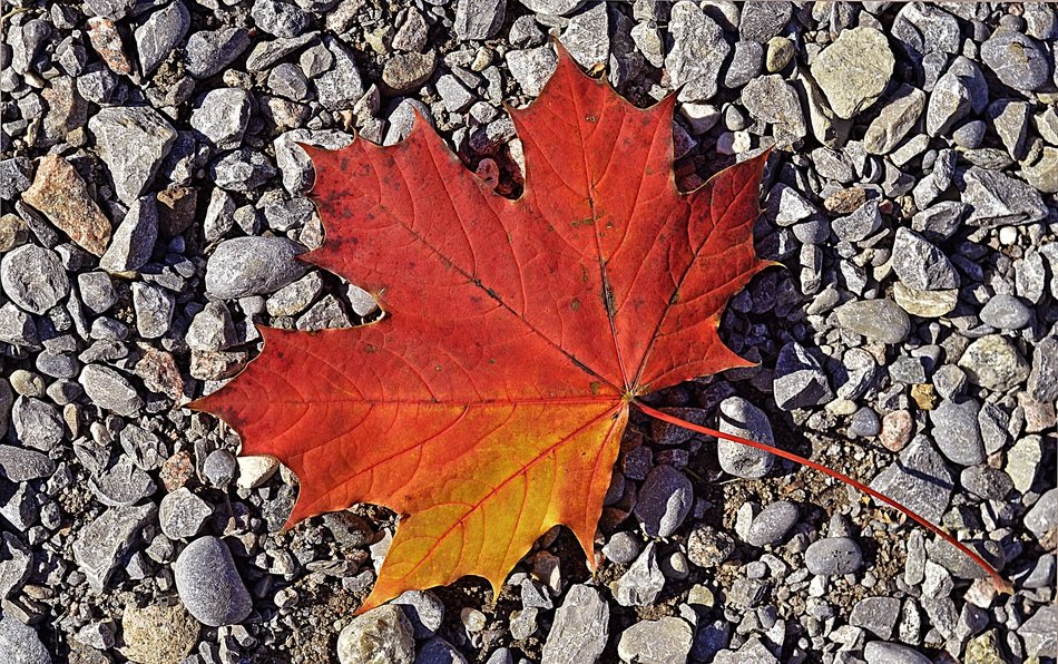 Autumn maple leaf on a pebble close-up free image download