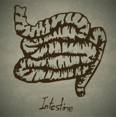 Doodle Human intestine free image download