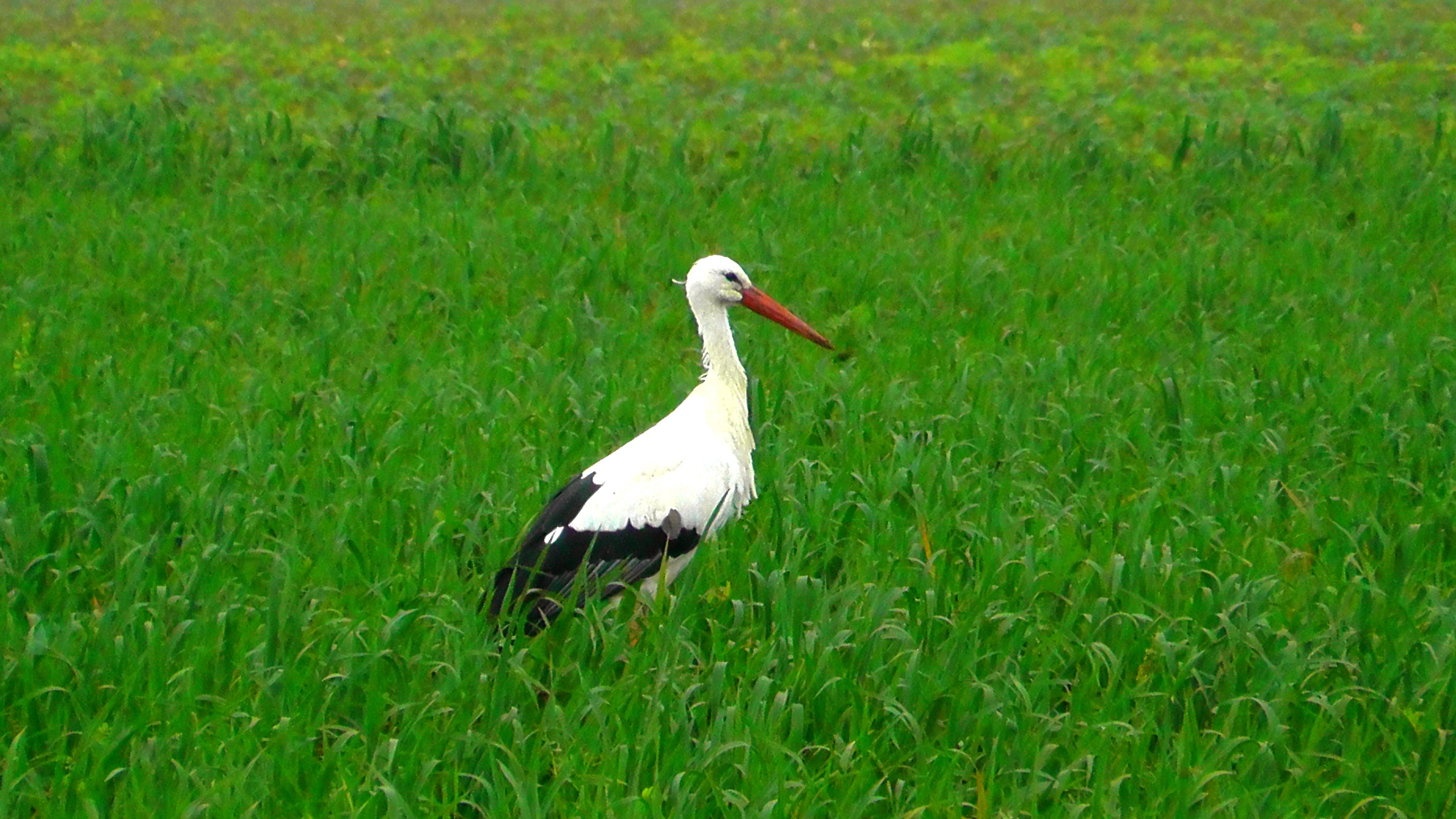 Stork on a bright green meadow free image download