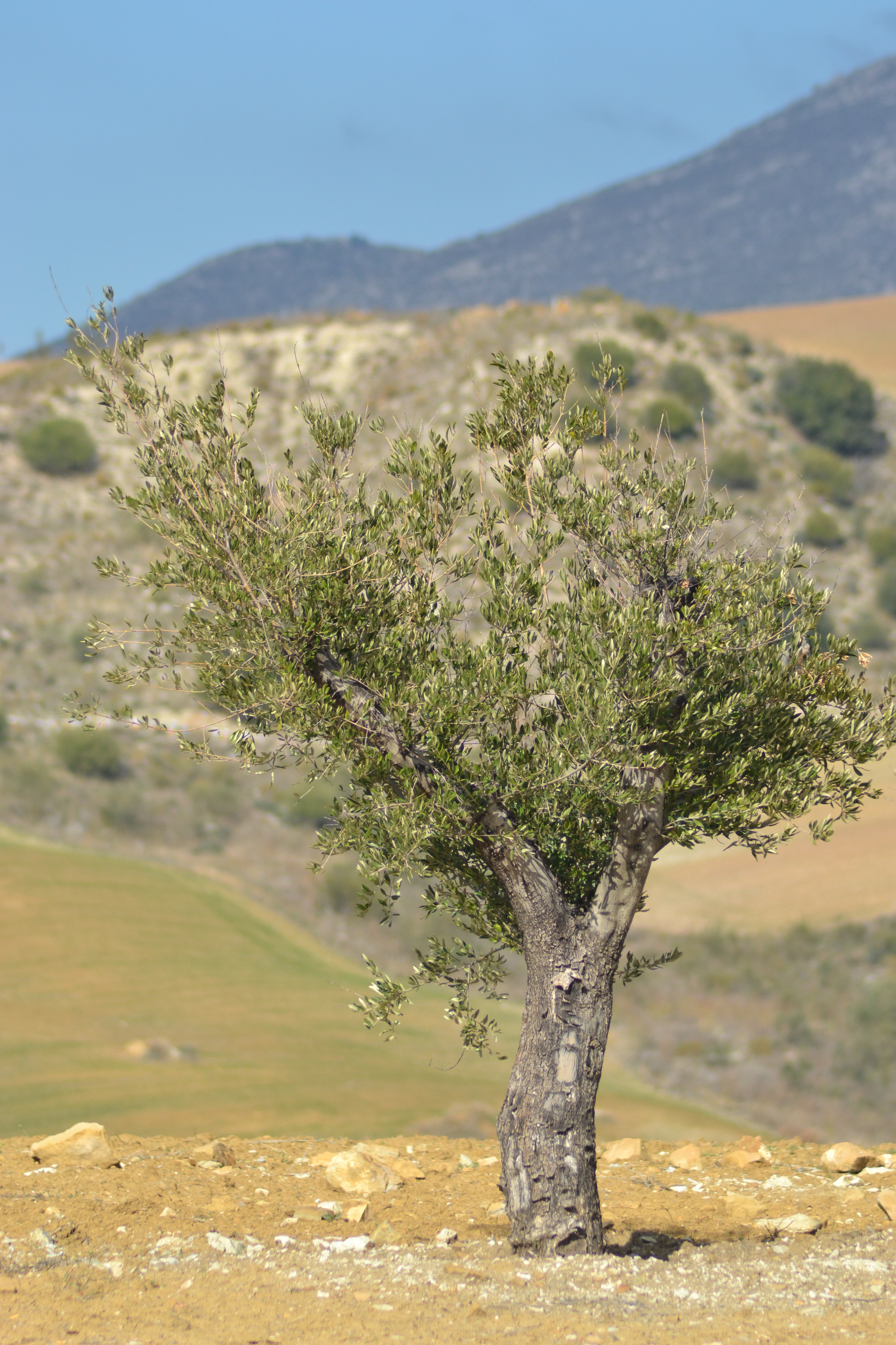 Tree in the Spain in summer free image download