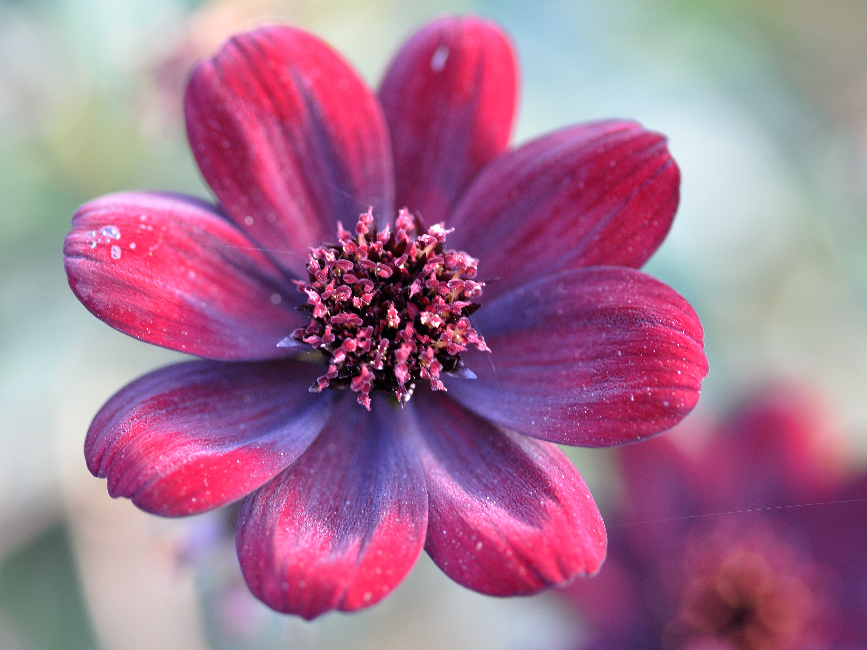 Velvet chocolate flower free image download