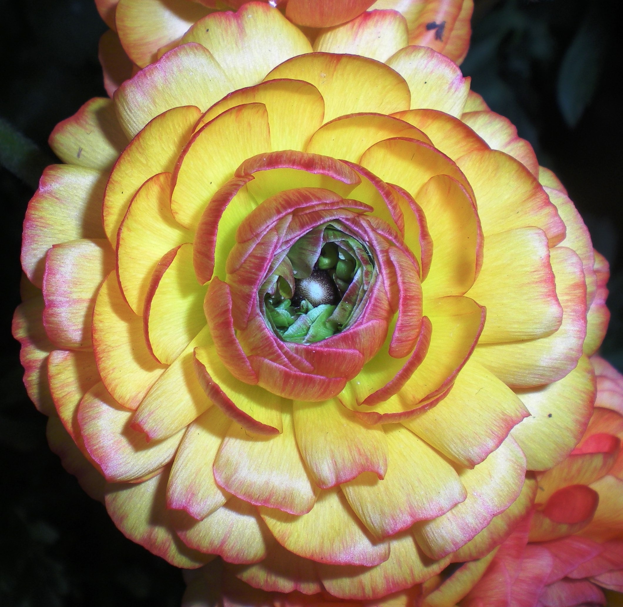 Beautiful unusual flower close-up free image download