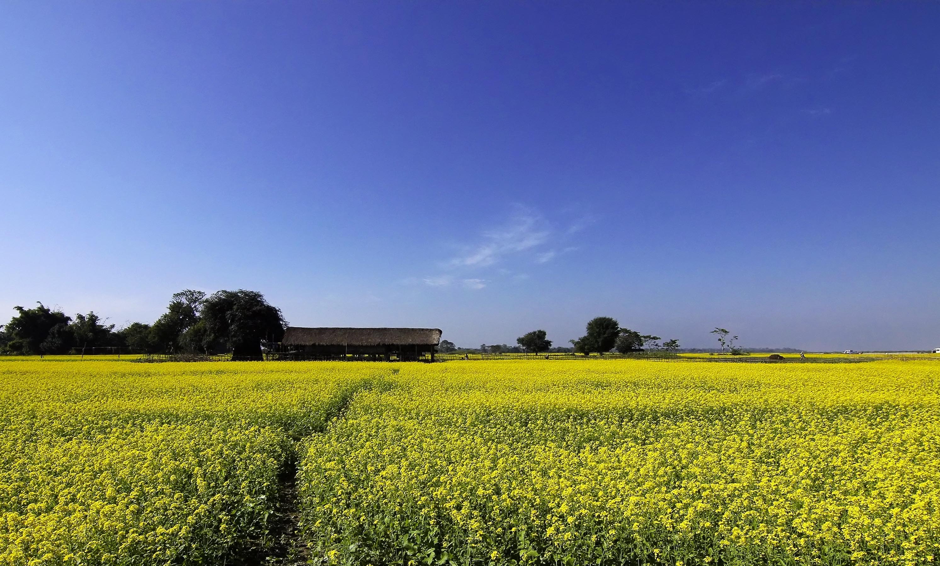 Yellow field of mustard free image download
