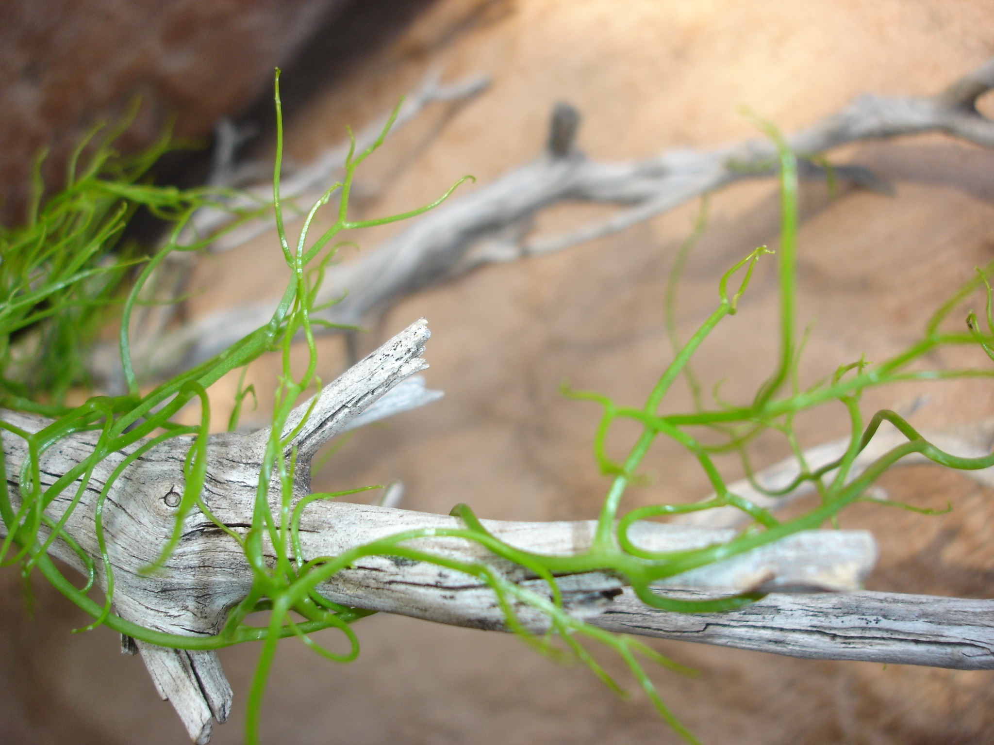 Green algae on the snag free image download