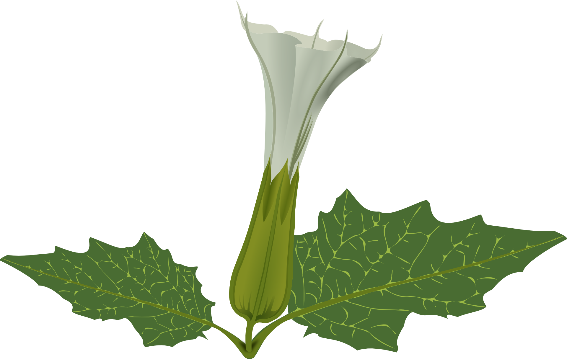 White tube flower plant vector drawing free image download