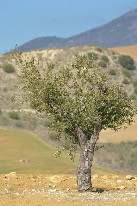 Tree in the Spain in summer free image download