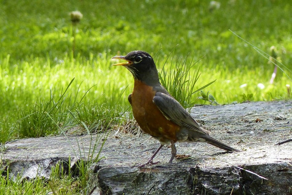 Photo of the red robin bird free image download