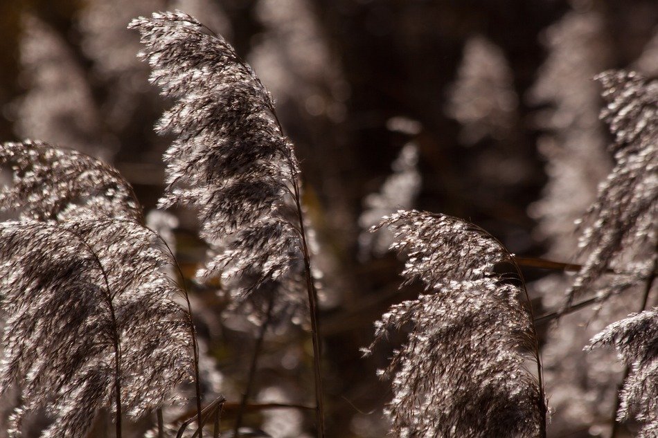 Long dust filaments of swamp plants free image download