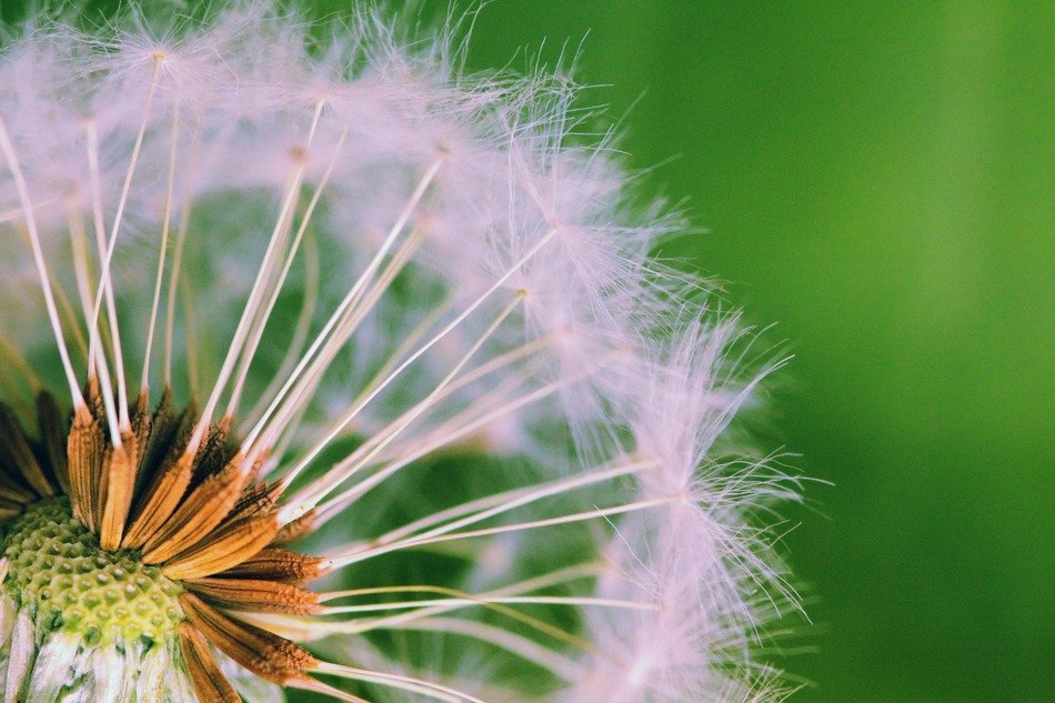 Delicate dandelion close-up free image download