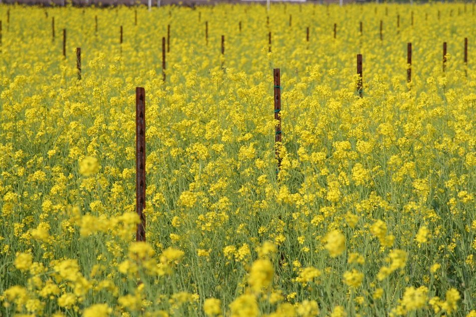 Field of yellow flowers with columns free image download