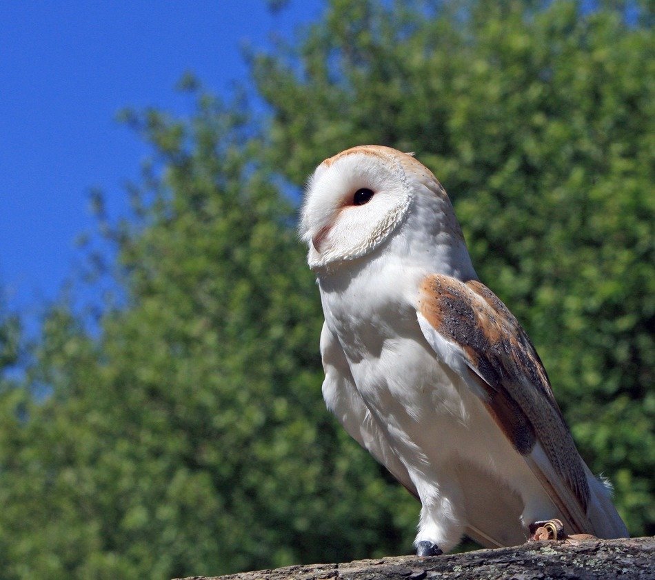 Barn owl sitting on the tree branch free image download