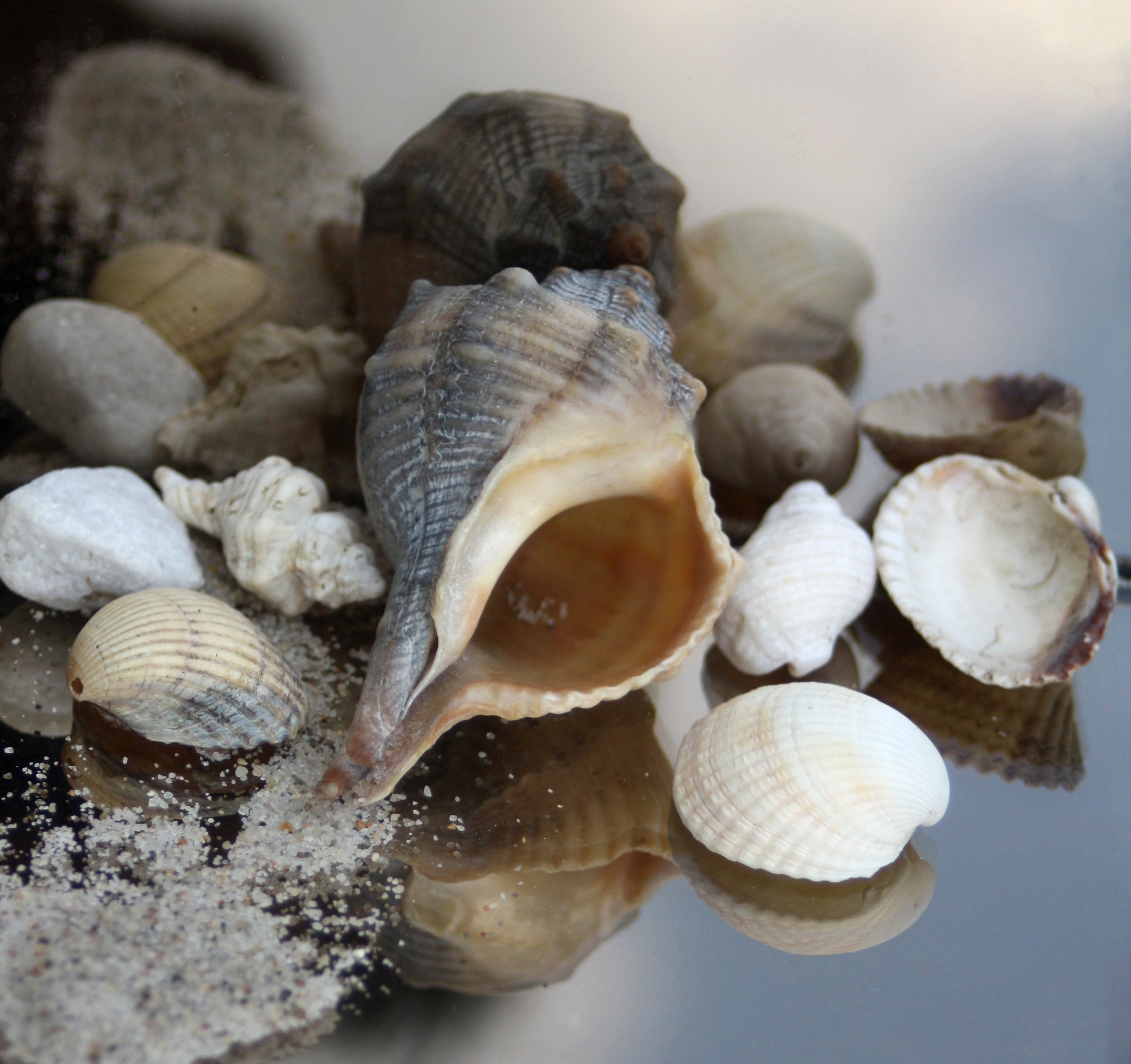 Various shells on glass free image download