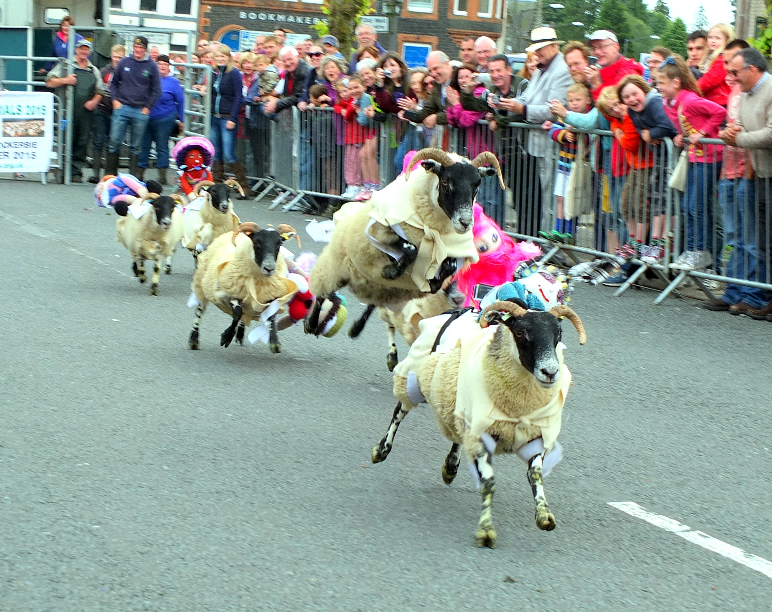Sheep race on a street free image download