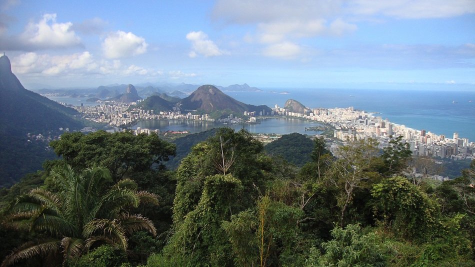 Jungle in rio de janero free image download
