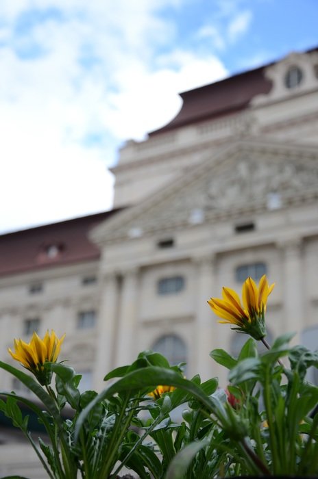 Yellow flowers in front of opera house, austria, graz free image download