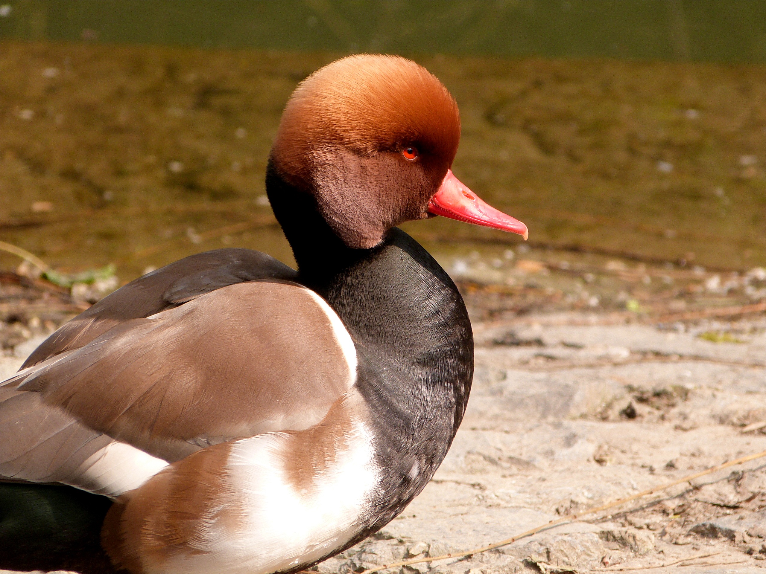 Red-crested pochard, duck close up free image download