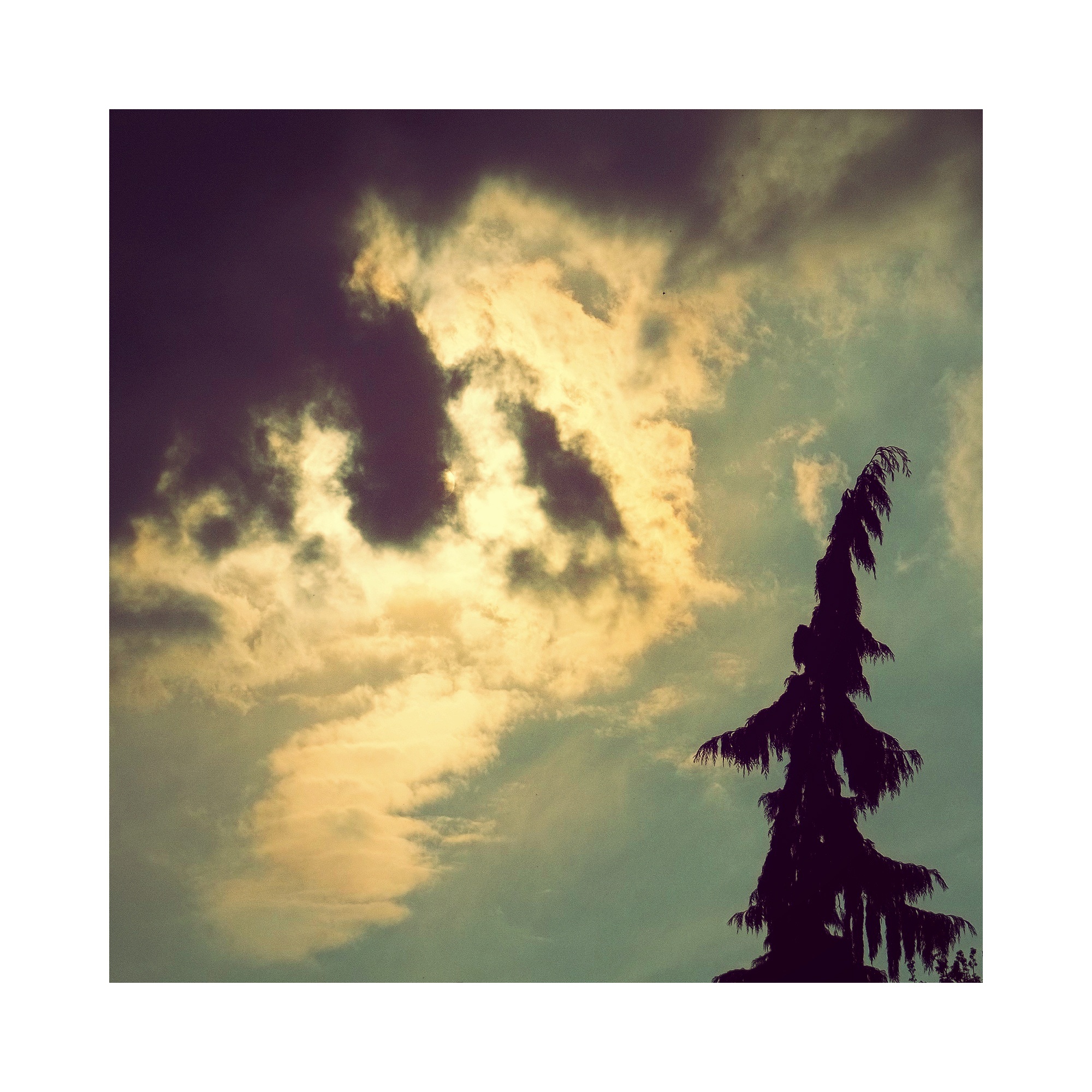 Gloomy clouds over a conifer free image download