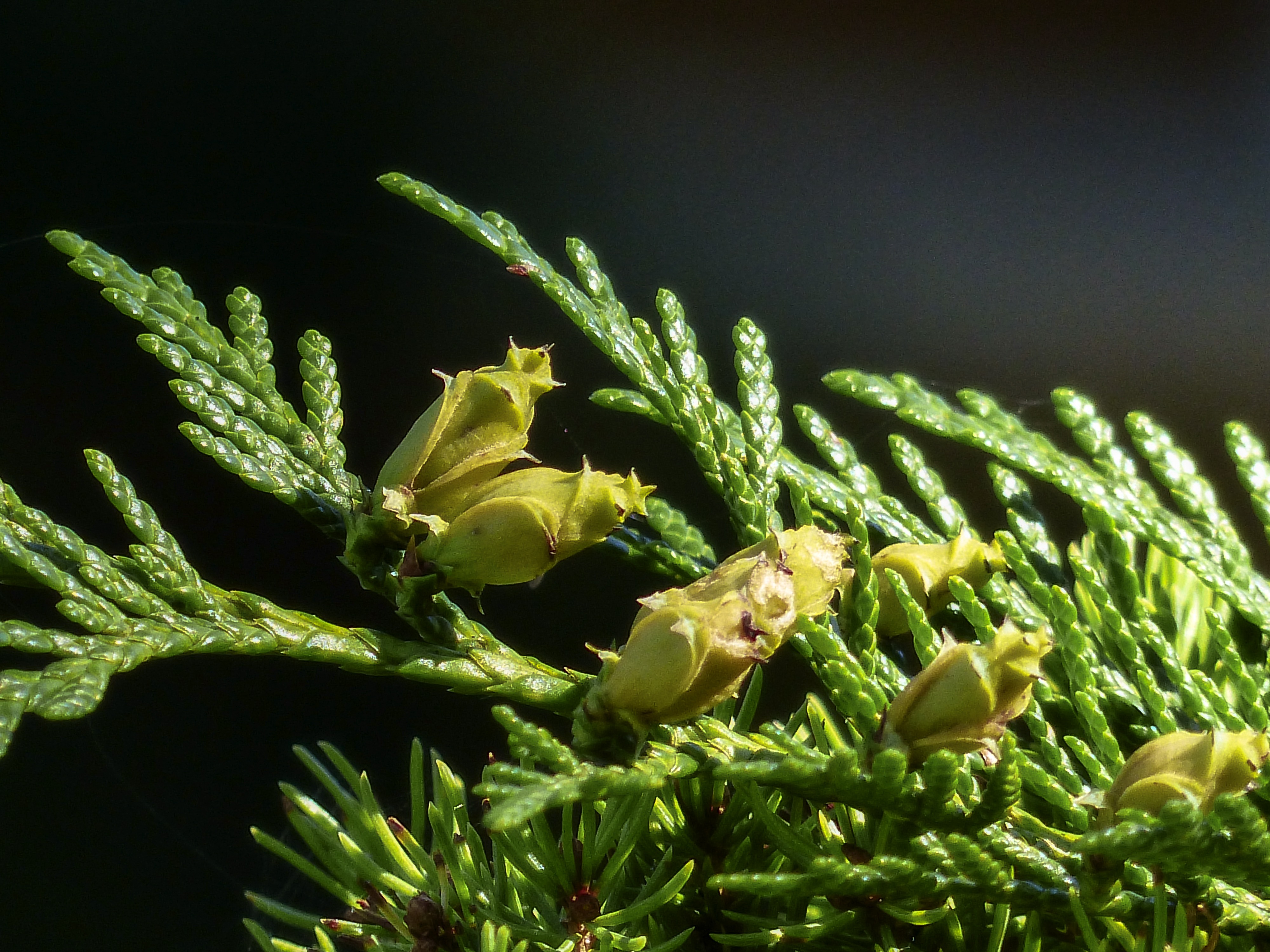 Macro photo of green flowering cedar free image download