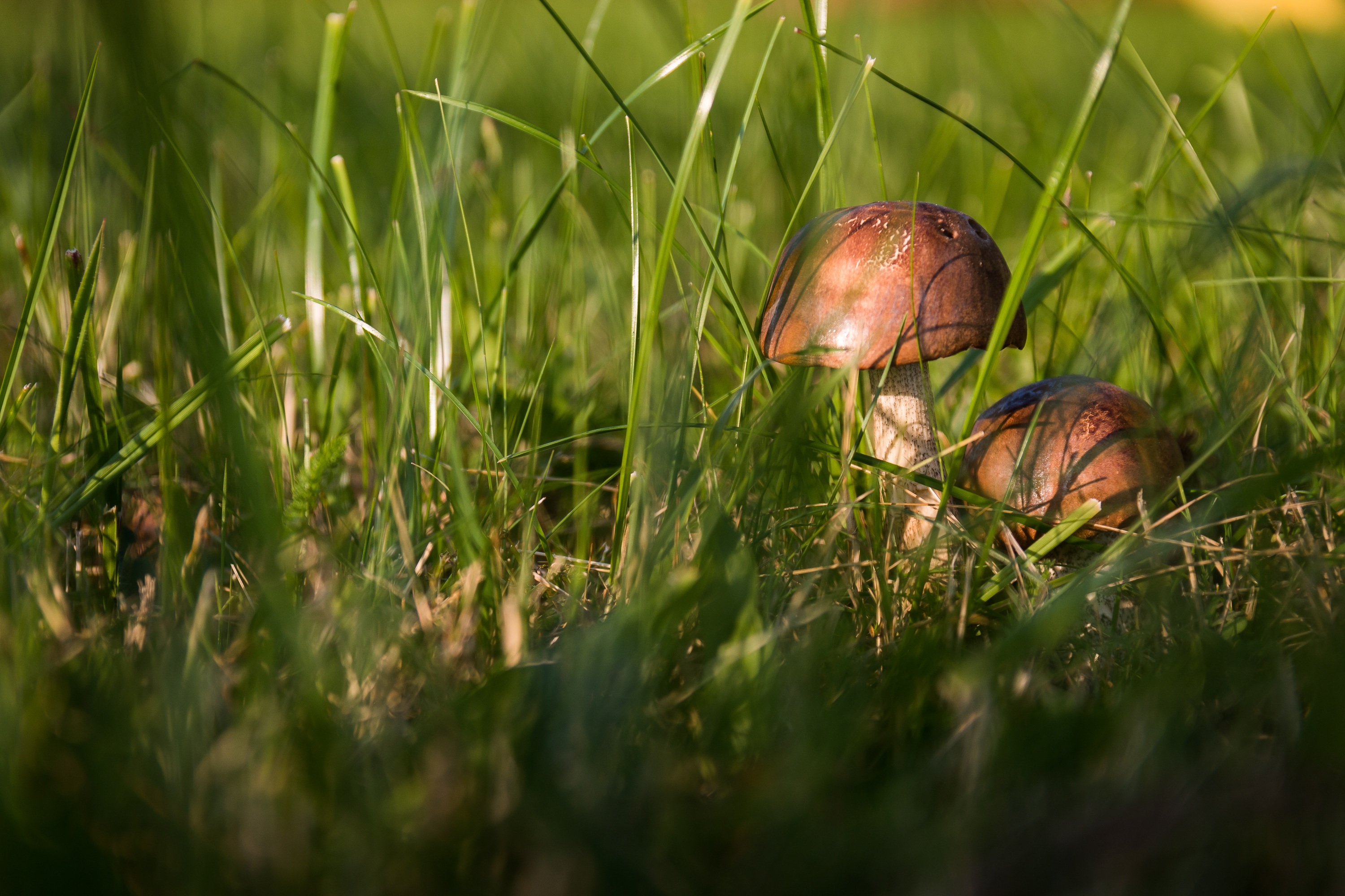 Edible forest mushrooms free image download