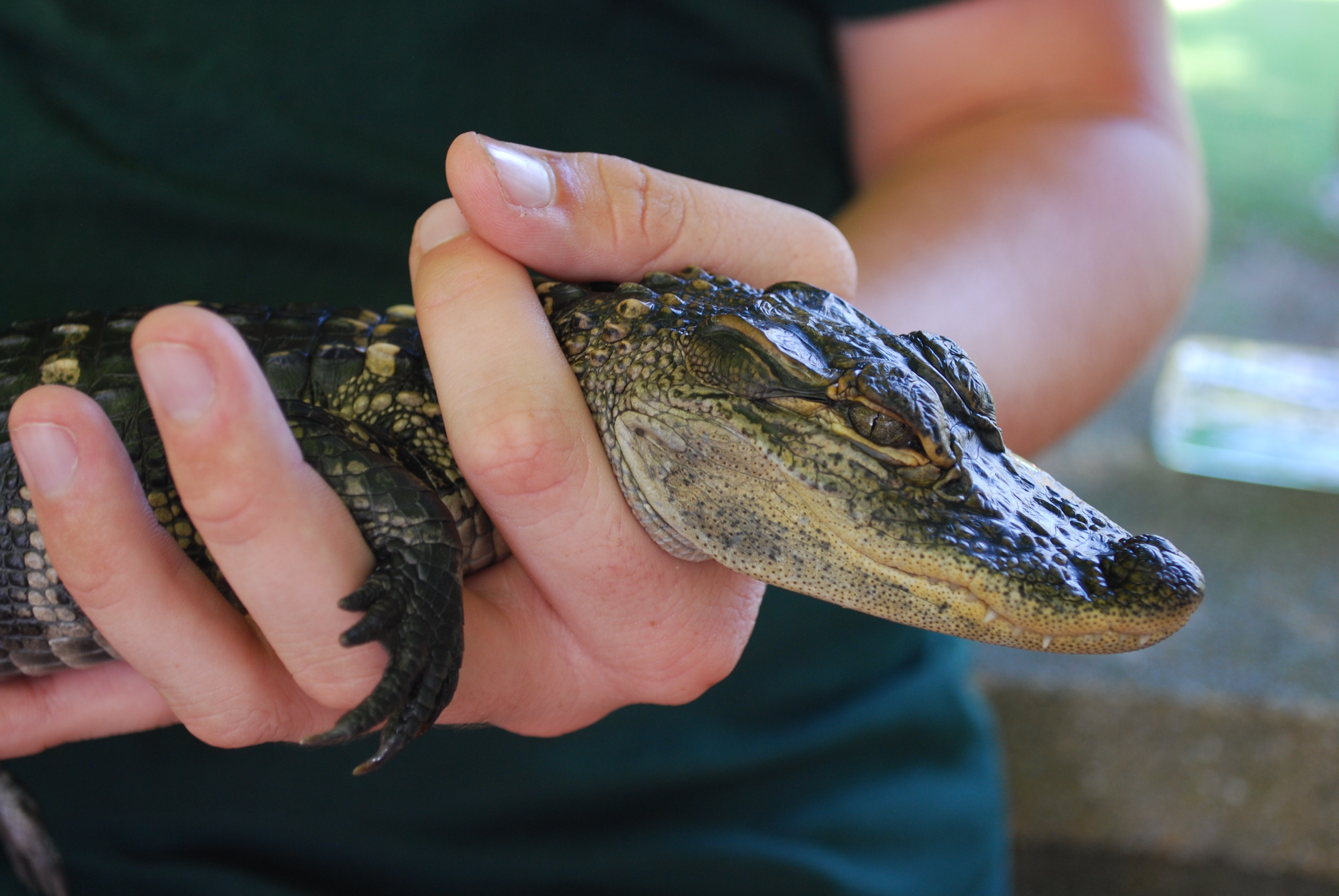 Little crocodile in hands close-up free image download