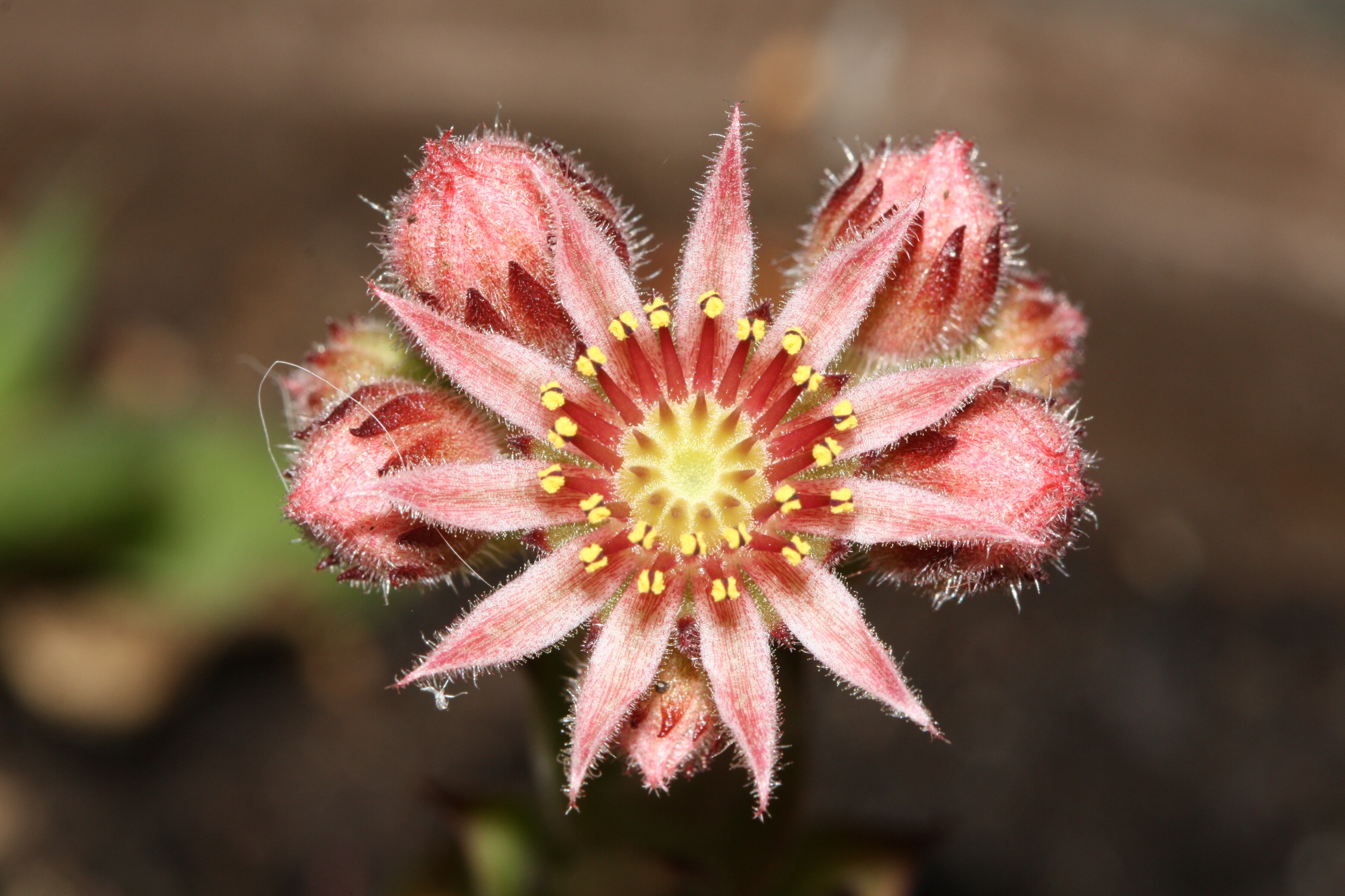 Closeup photo of Beautiful mountain houseleek in bloom free image download