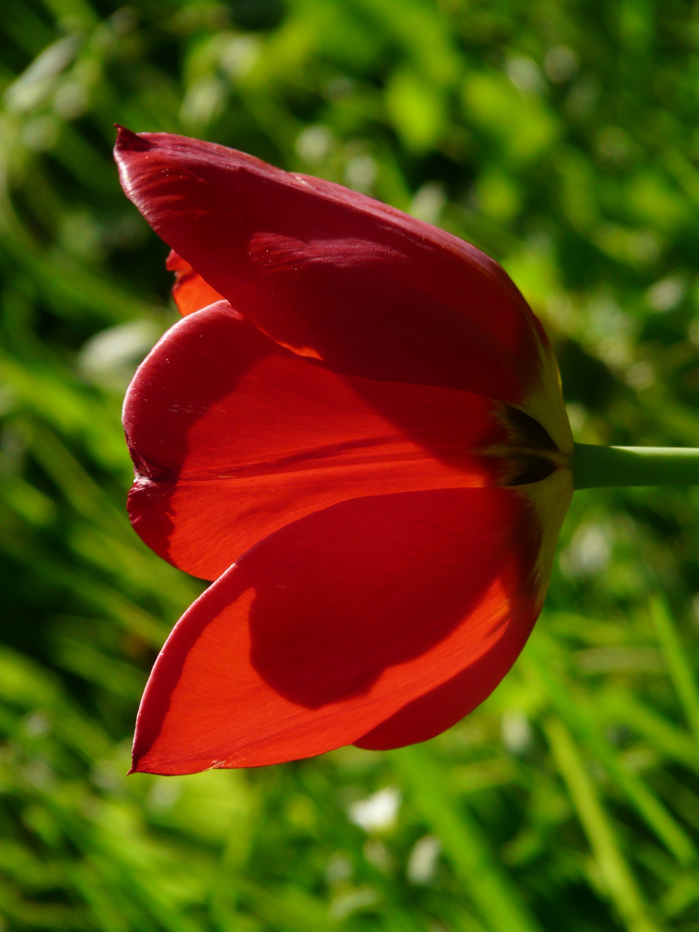 Side view of a red tulip free image download