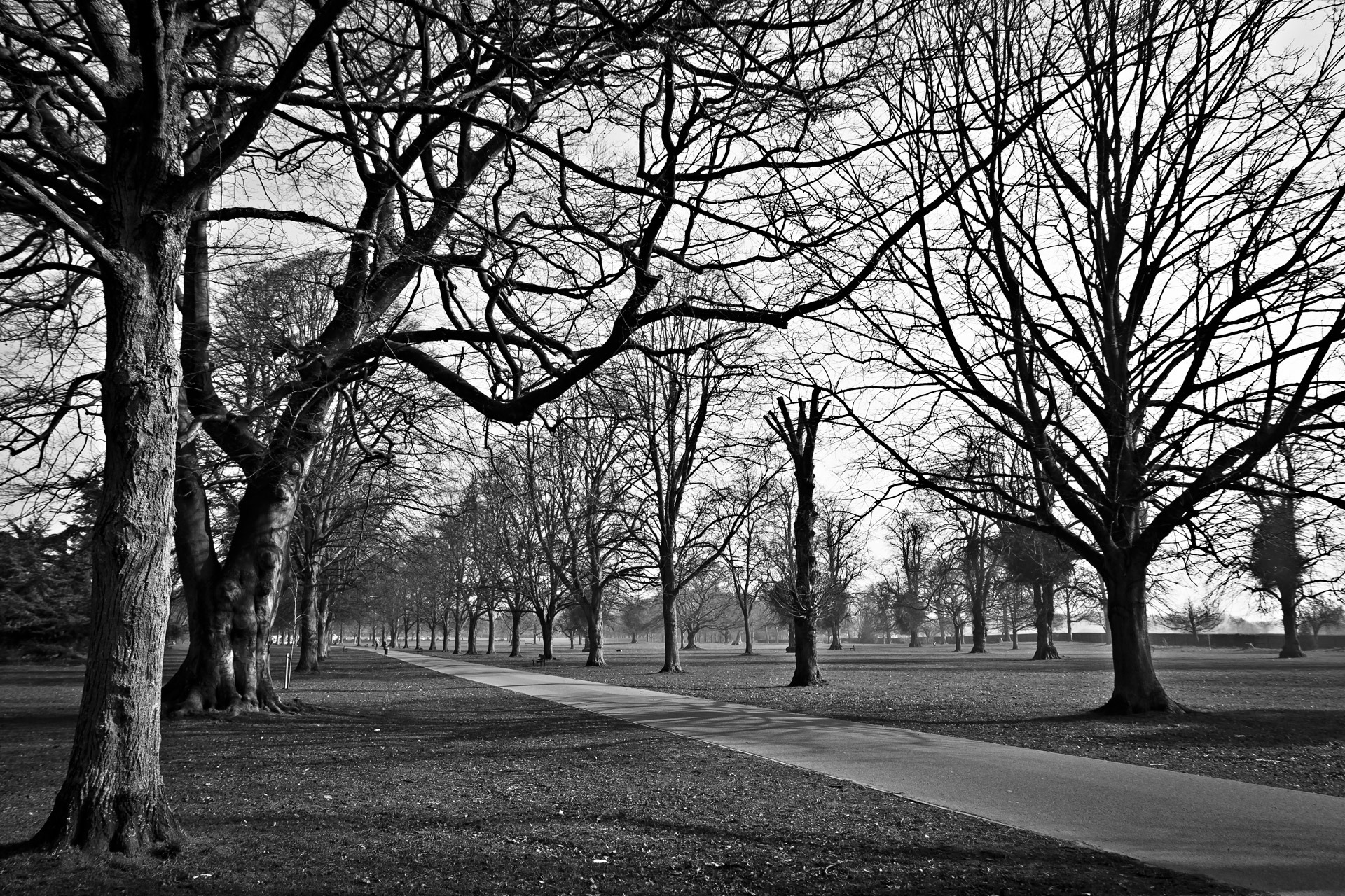 Trees parks black and white paths free image download