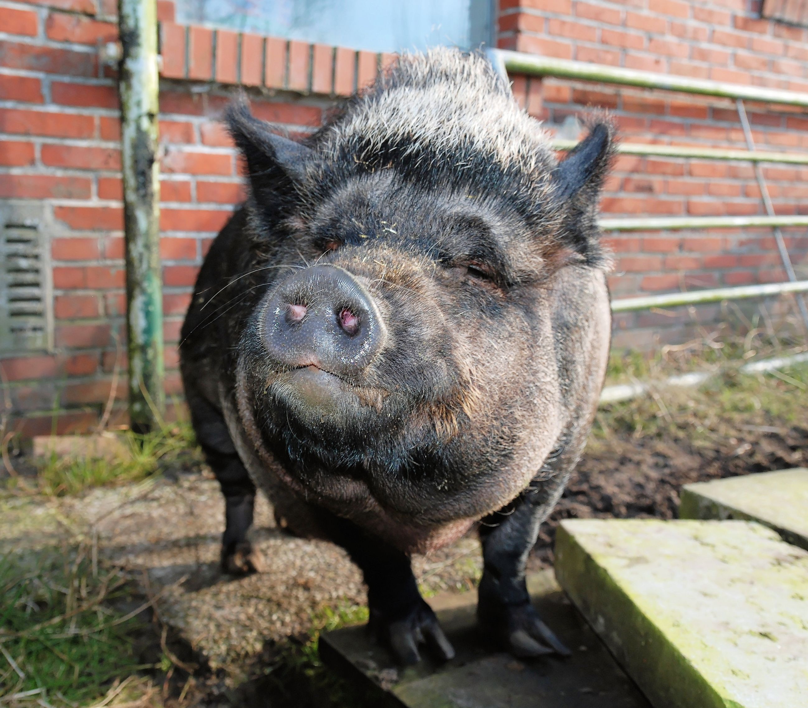 Happy farm pig free image download