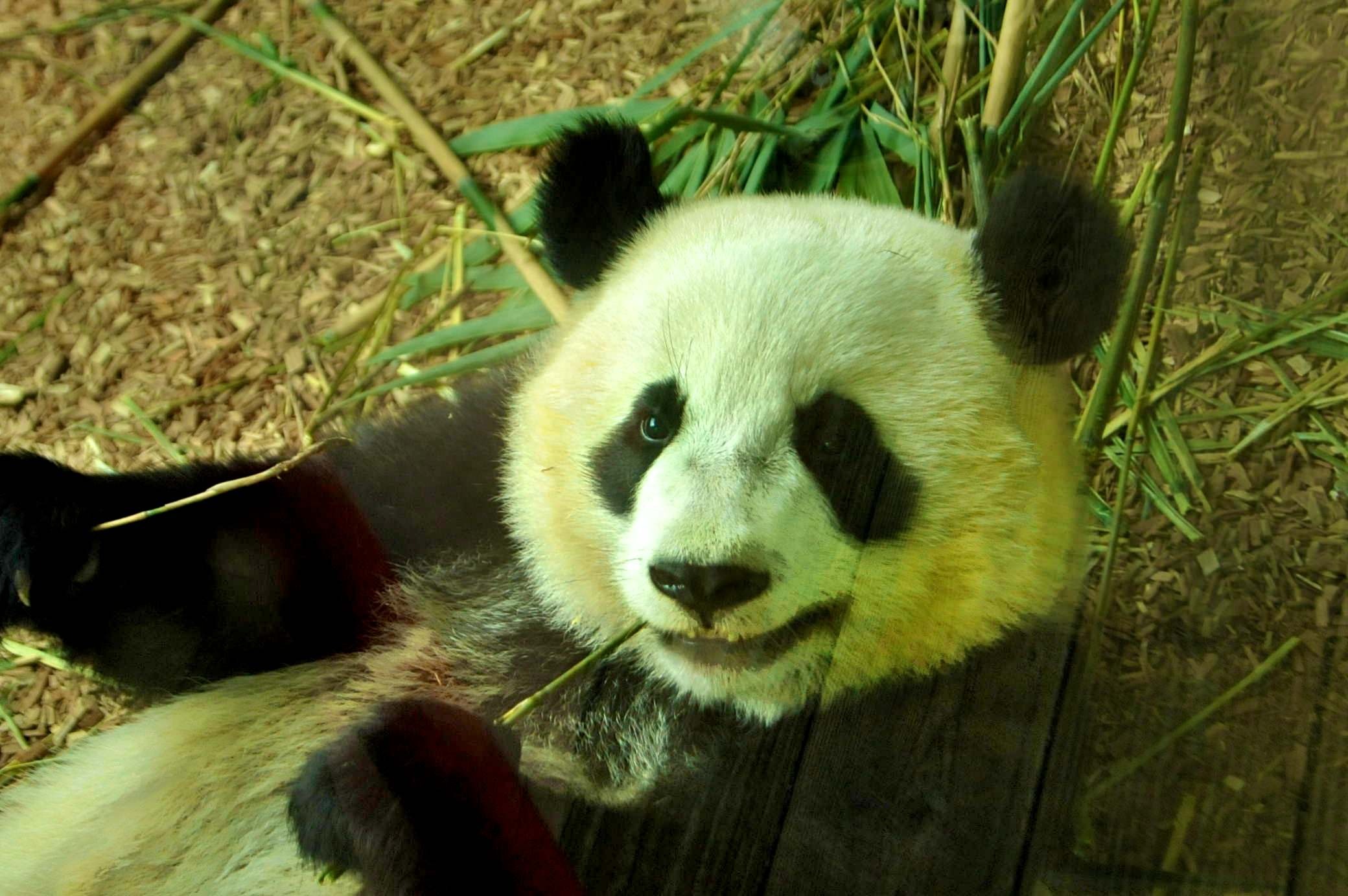 Panda eats bamboo free image download