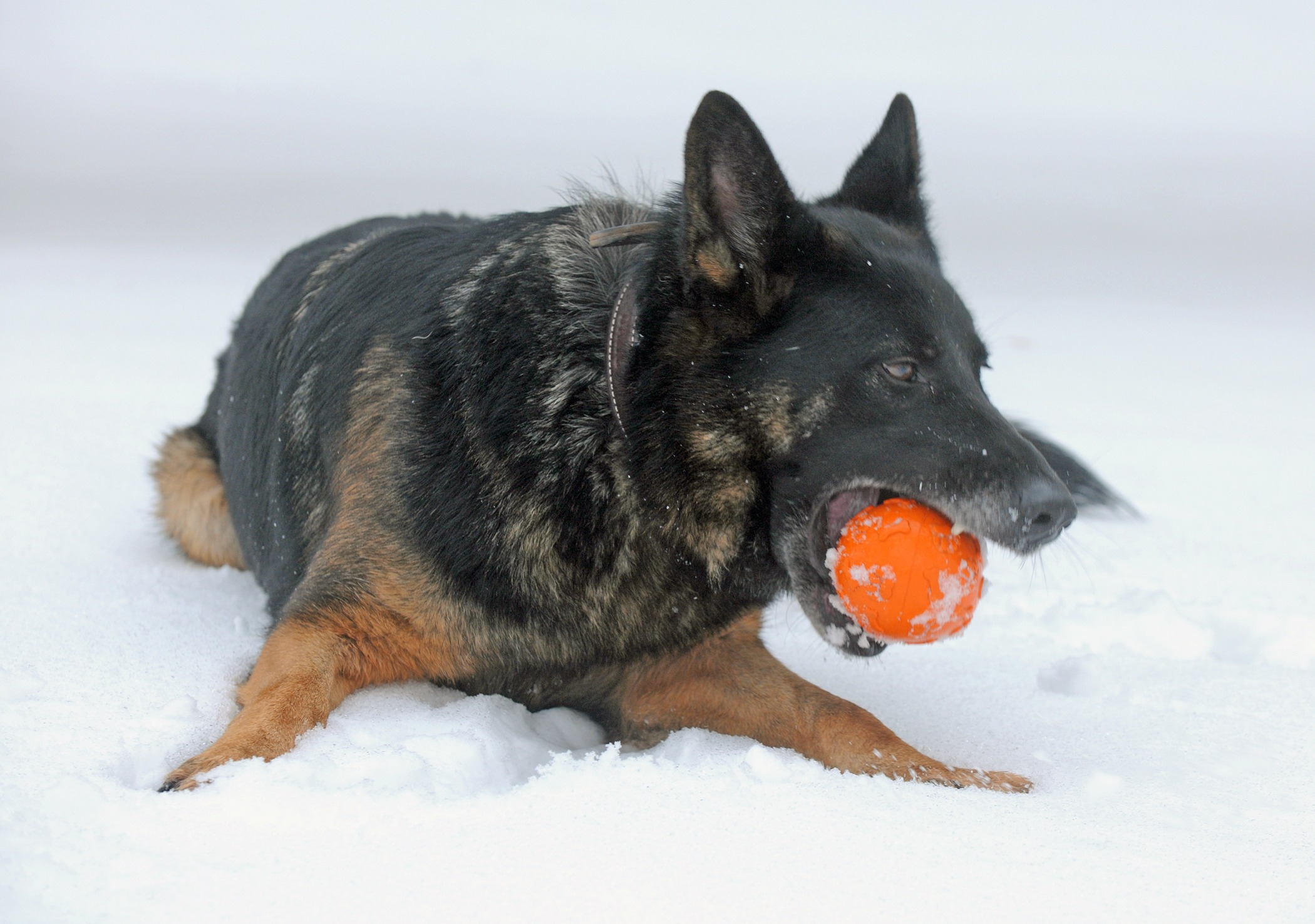 German shepherd with orange on snow free image download