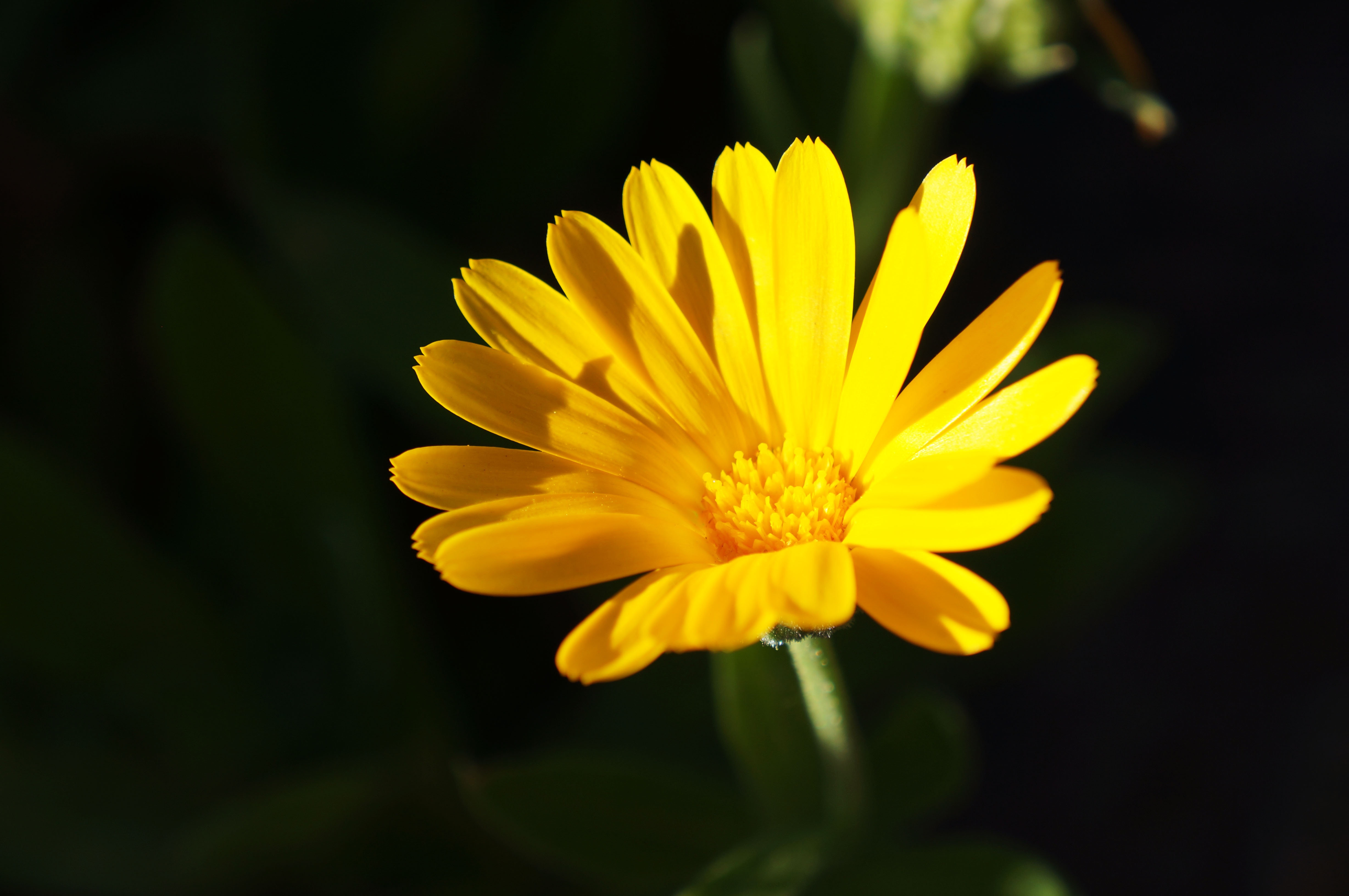 Yellow marigold flower in the dark free image download